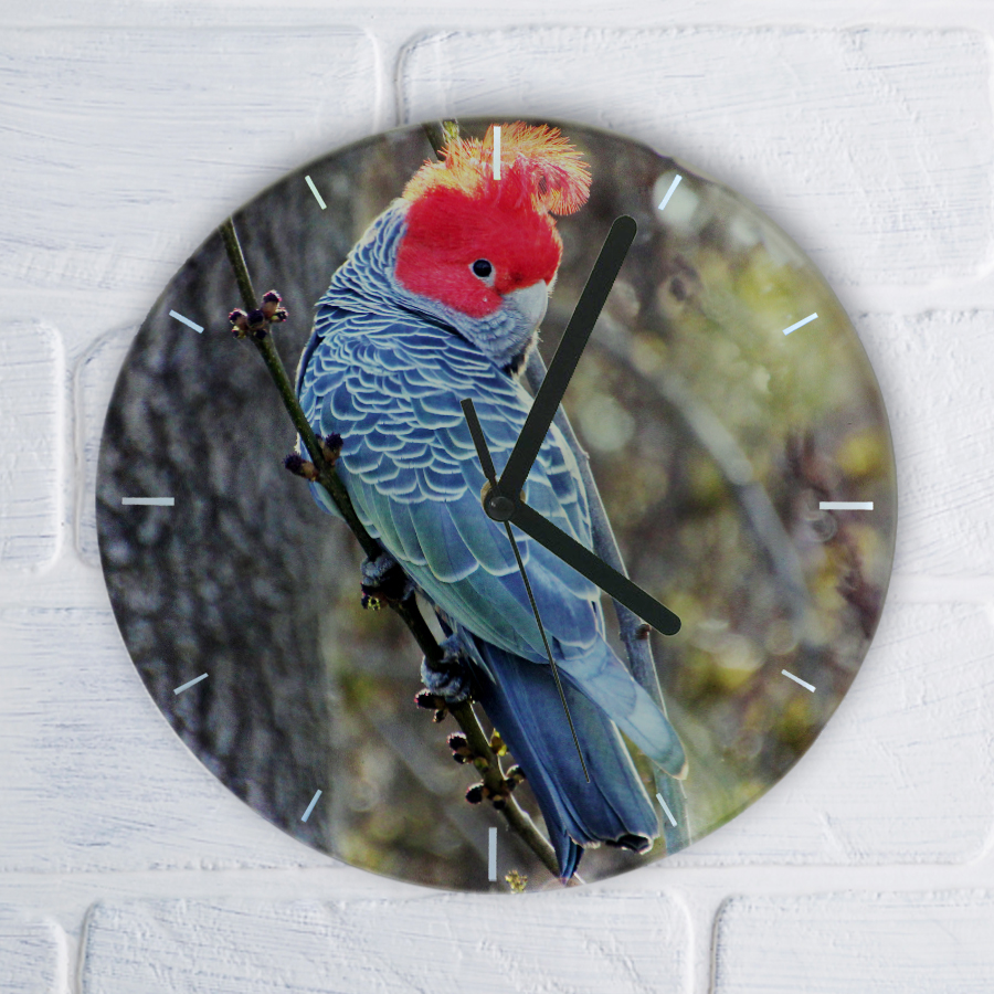 Gang Gang Cockatoo Clock - Blue Box Gifts